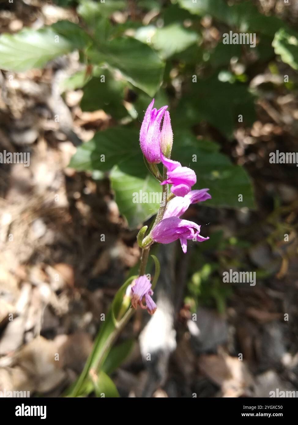 Red Helleborine (Cephalanthera rubra Stock Photo - Alamy