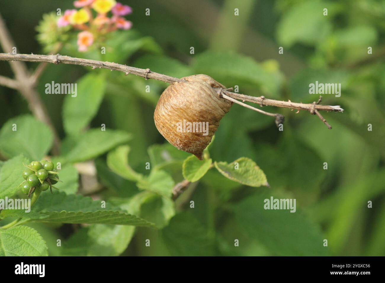 Golden Giant Asian Mantis (Hierodula membranacea Stock Photo - Alamy