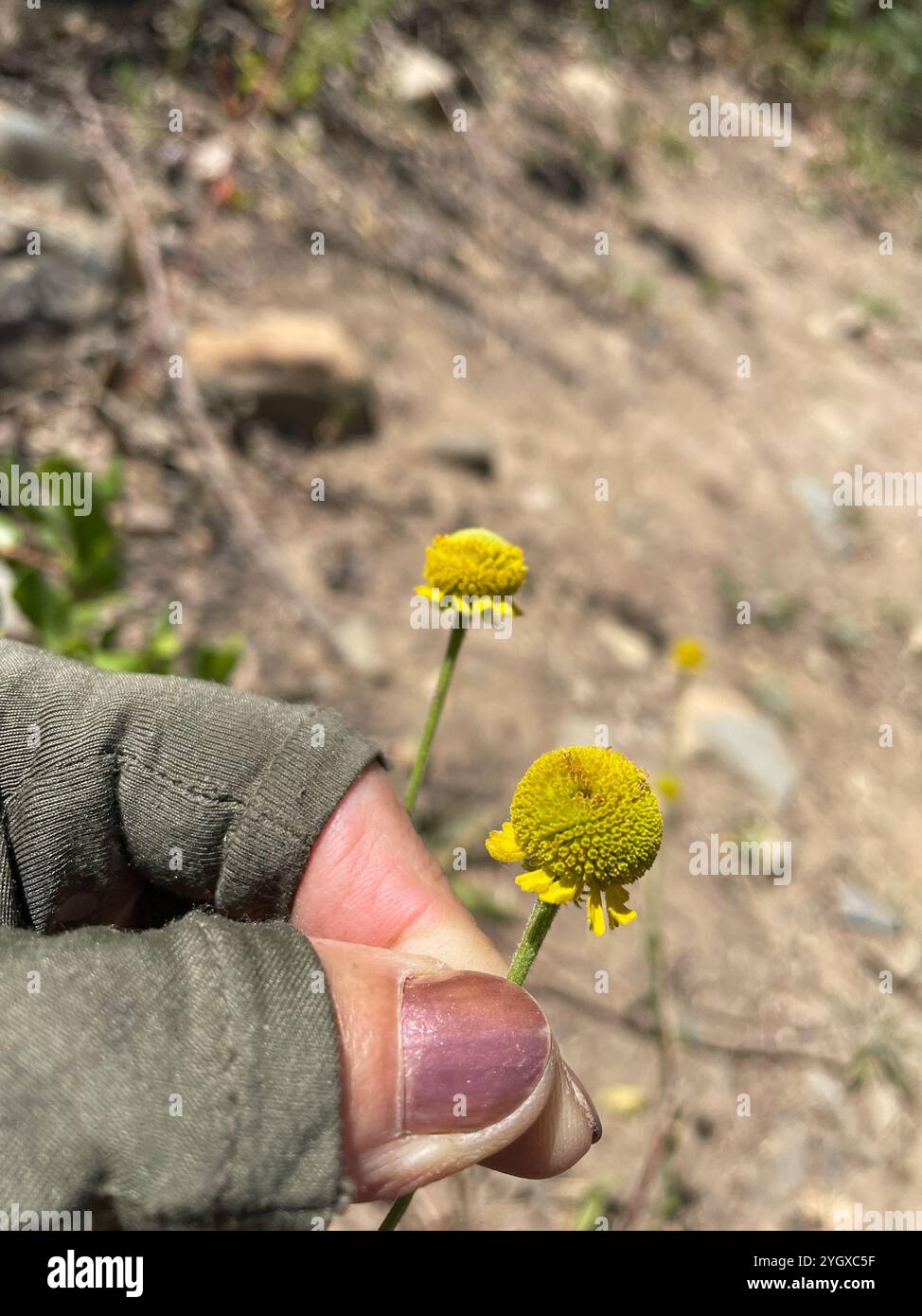 Rosilla hi-res stock photography and images - Alamy