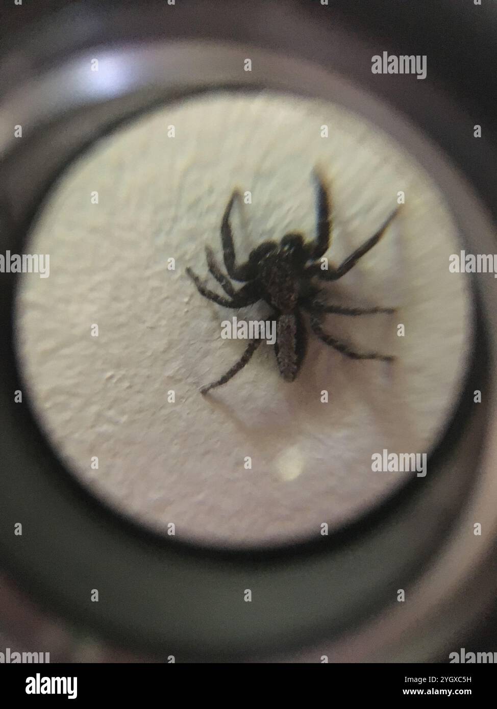 California Flattened Jumping Spider (Platycryptus californicus Stock ...