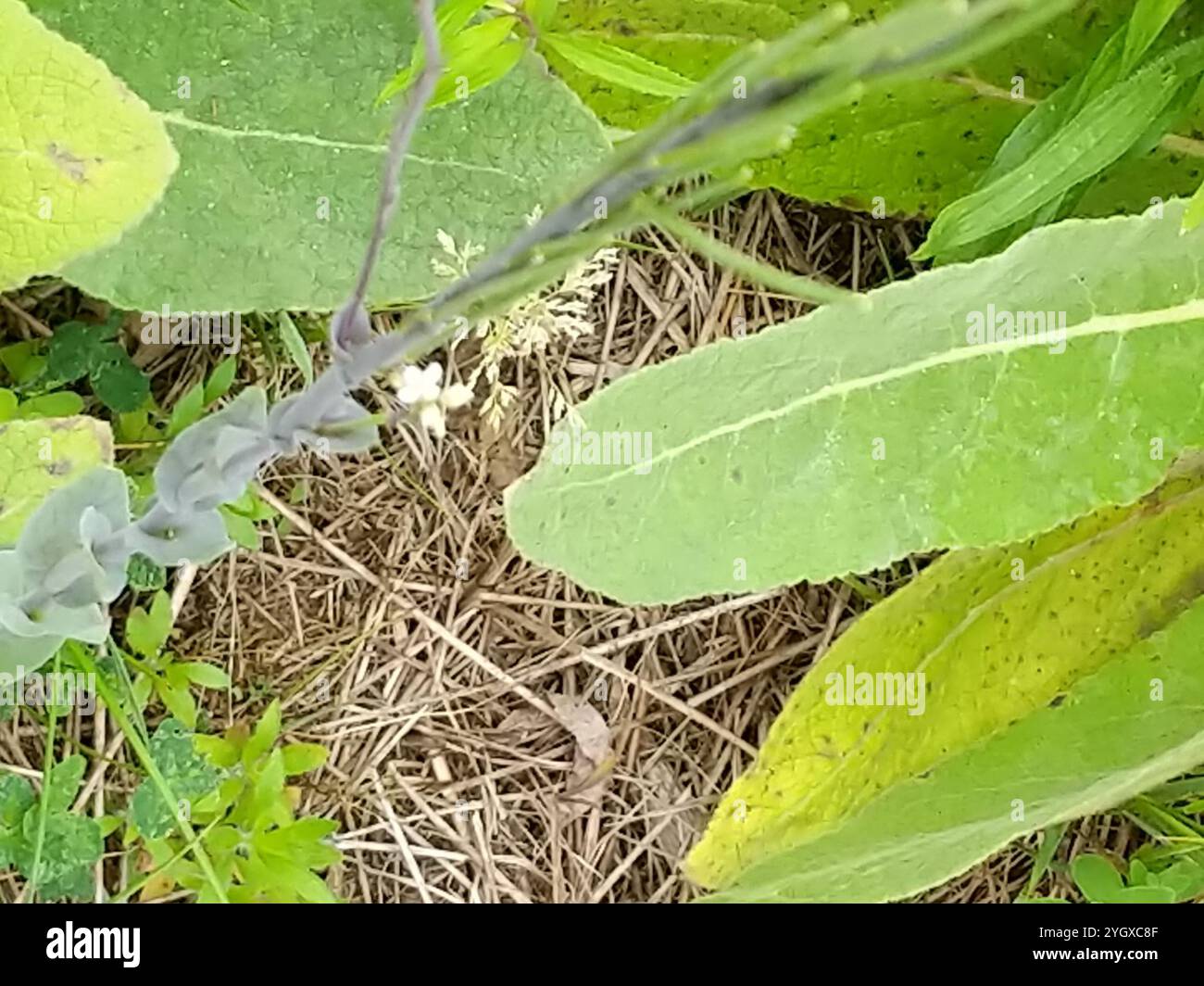 Tower Mustard (Turritis glabra Stock Photo - Alamy