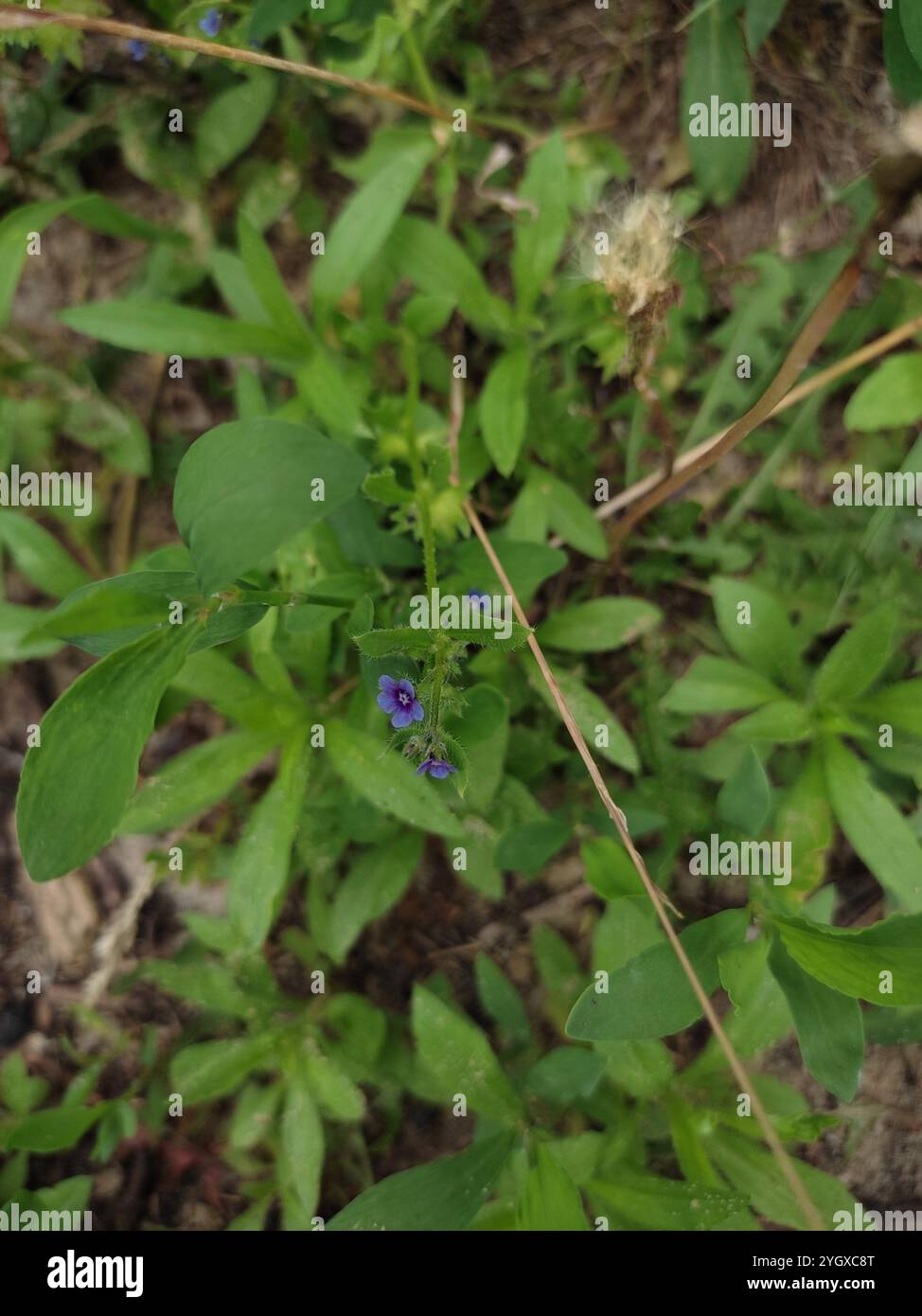 Asperugo procumbens hi-res stock photography and images - Alamy