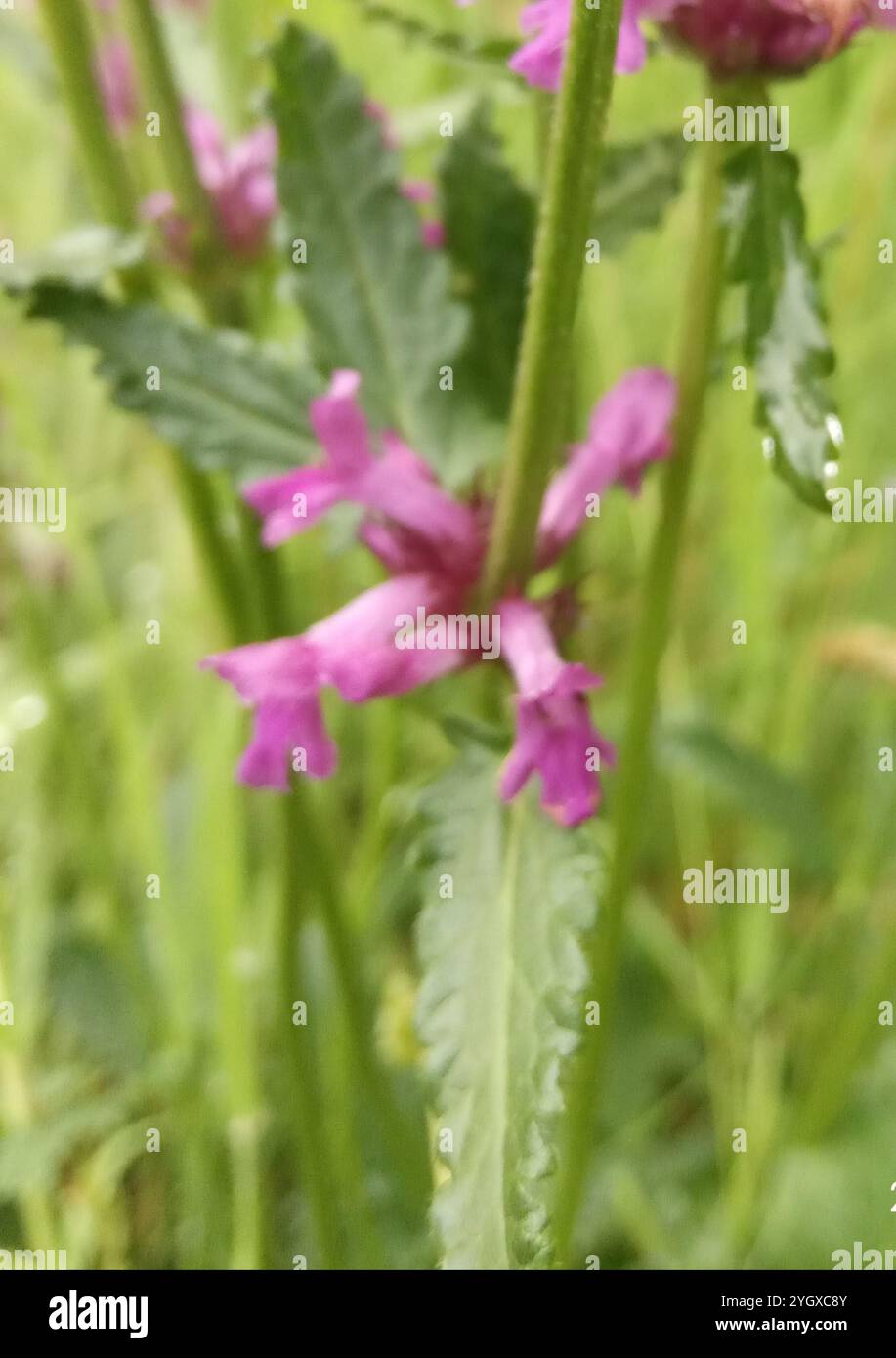 common hedge-nettle (Betonica officinalis Stock Photo - Alamy