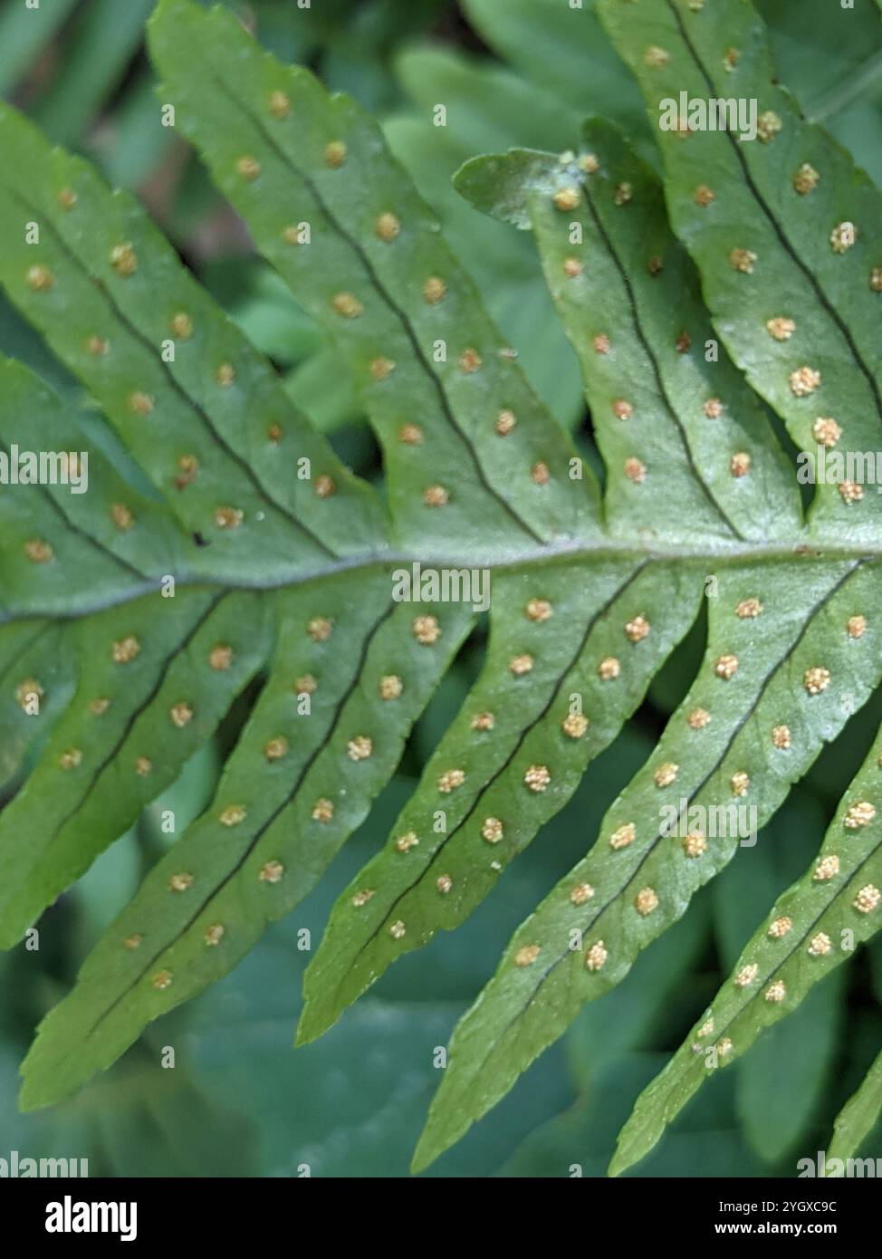 intermediate polypody (Polypodium interjectum Stock Photo - Alamy
