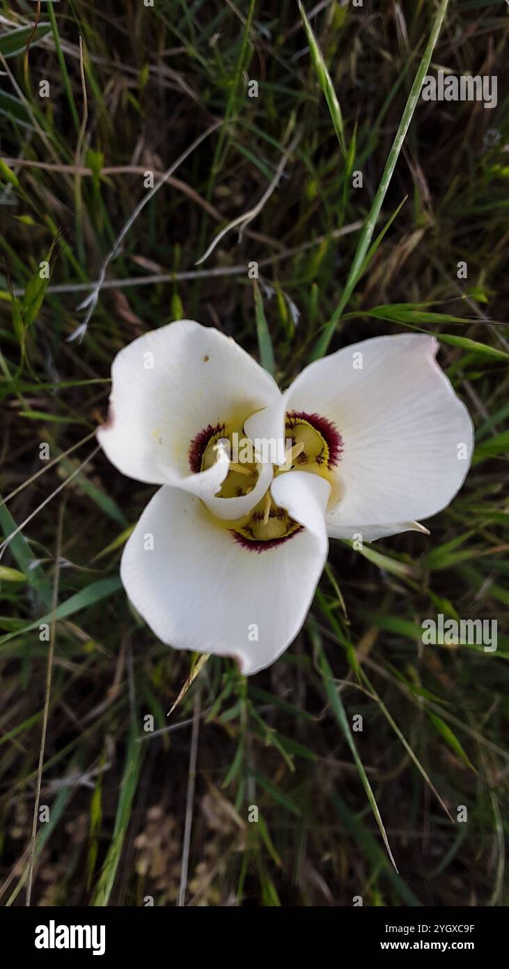 Sego lily calochortus nuttallii hi-res stock photography and images - Alamy