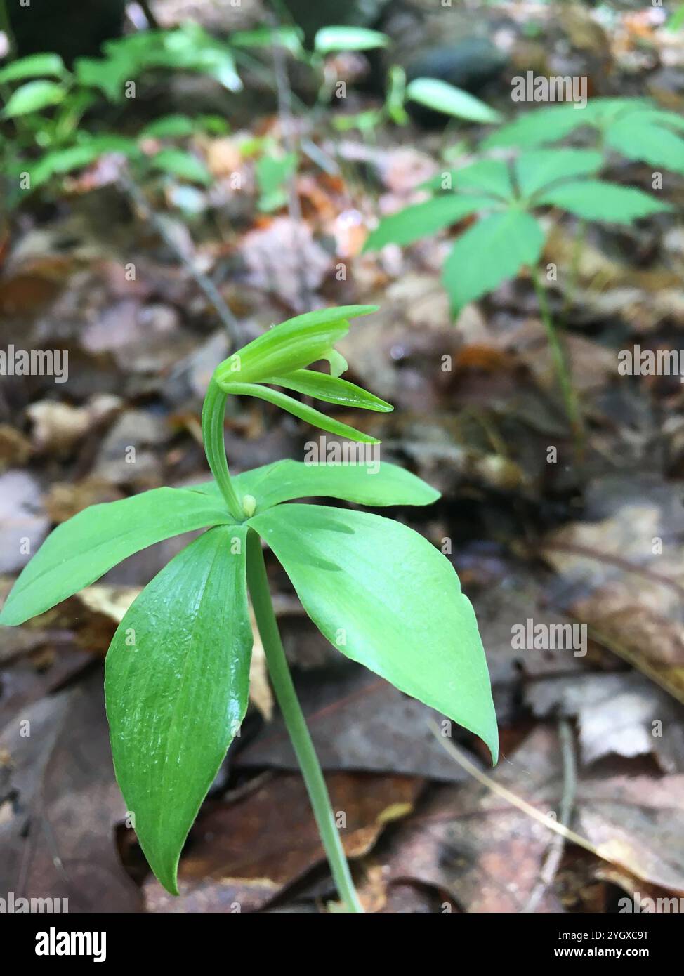 Small Whorled Pogonia (Isotria medeoloides Stock Photo - Alamy