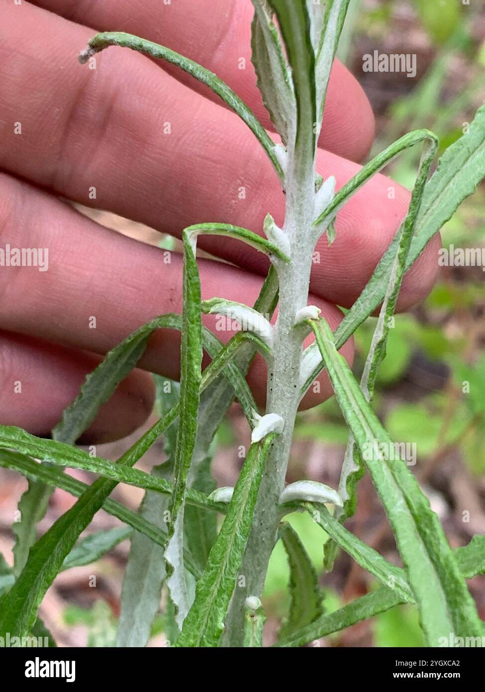 sweet everlasting (Pseudognaphalium obtusifolium Stock Photo - Alamy
