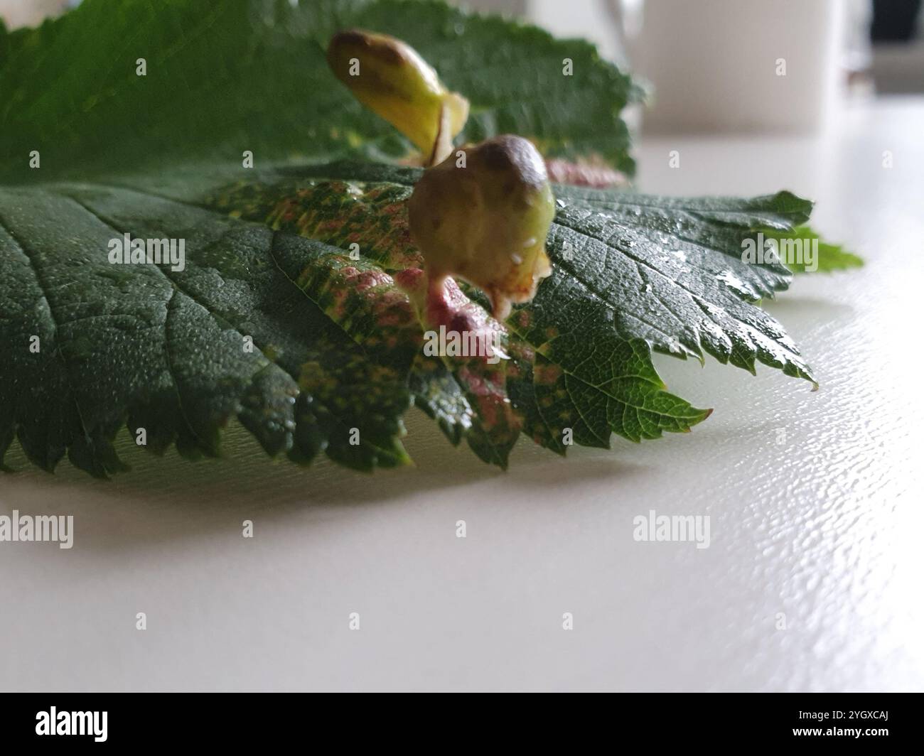 Sack gall hi-res stock photography and images - Alamy