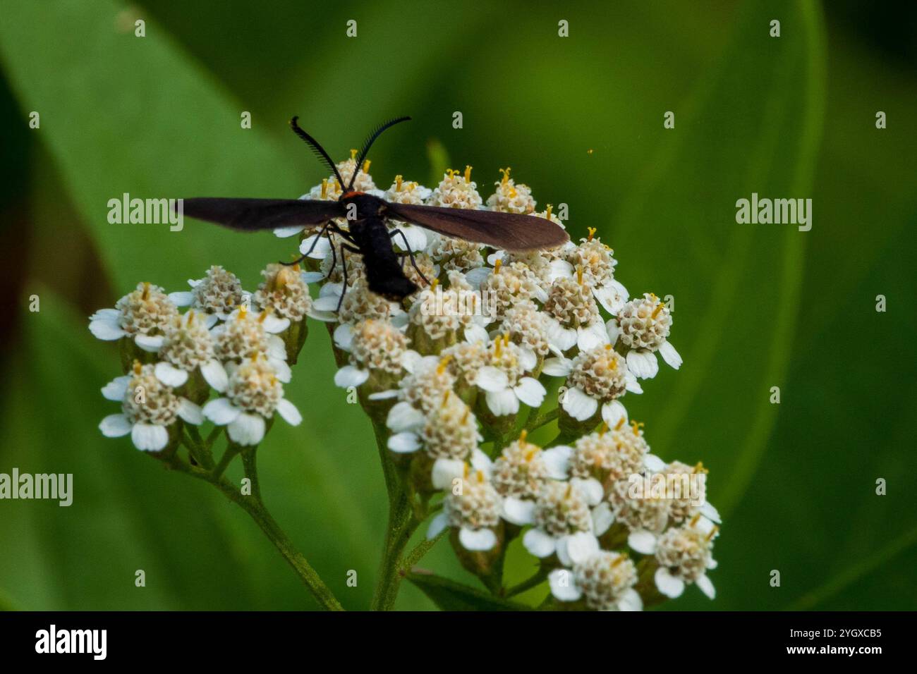 Grapeleaf Skeletonizer Moth (Harrisina americana Stock Photo - Alamy