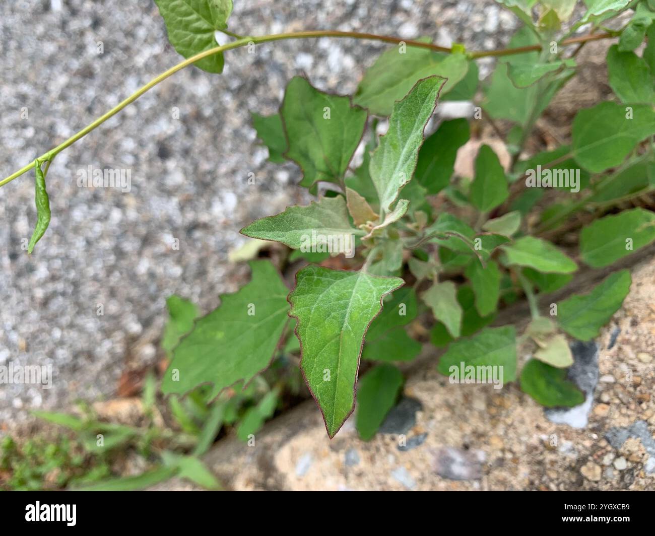 Common Lambsquarters (Chenopodium album Stock Photo - Alamy