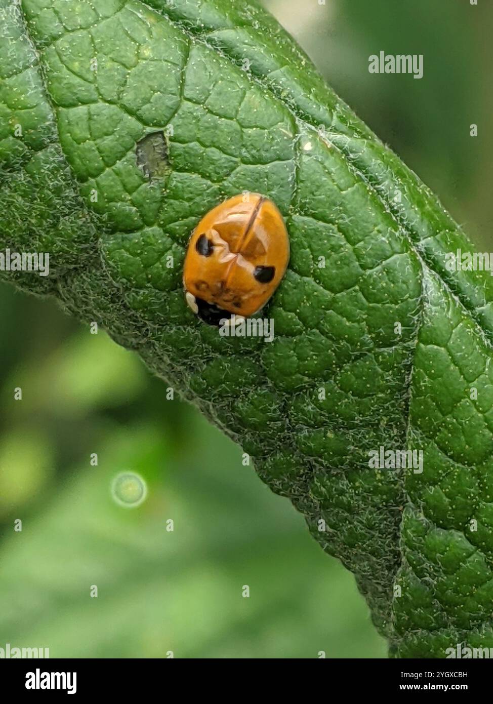 Two-spotted Lady Beetle (Adalia bipunctata Stock Photo - Alamy