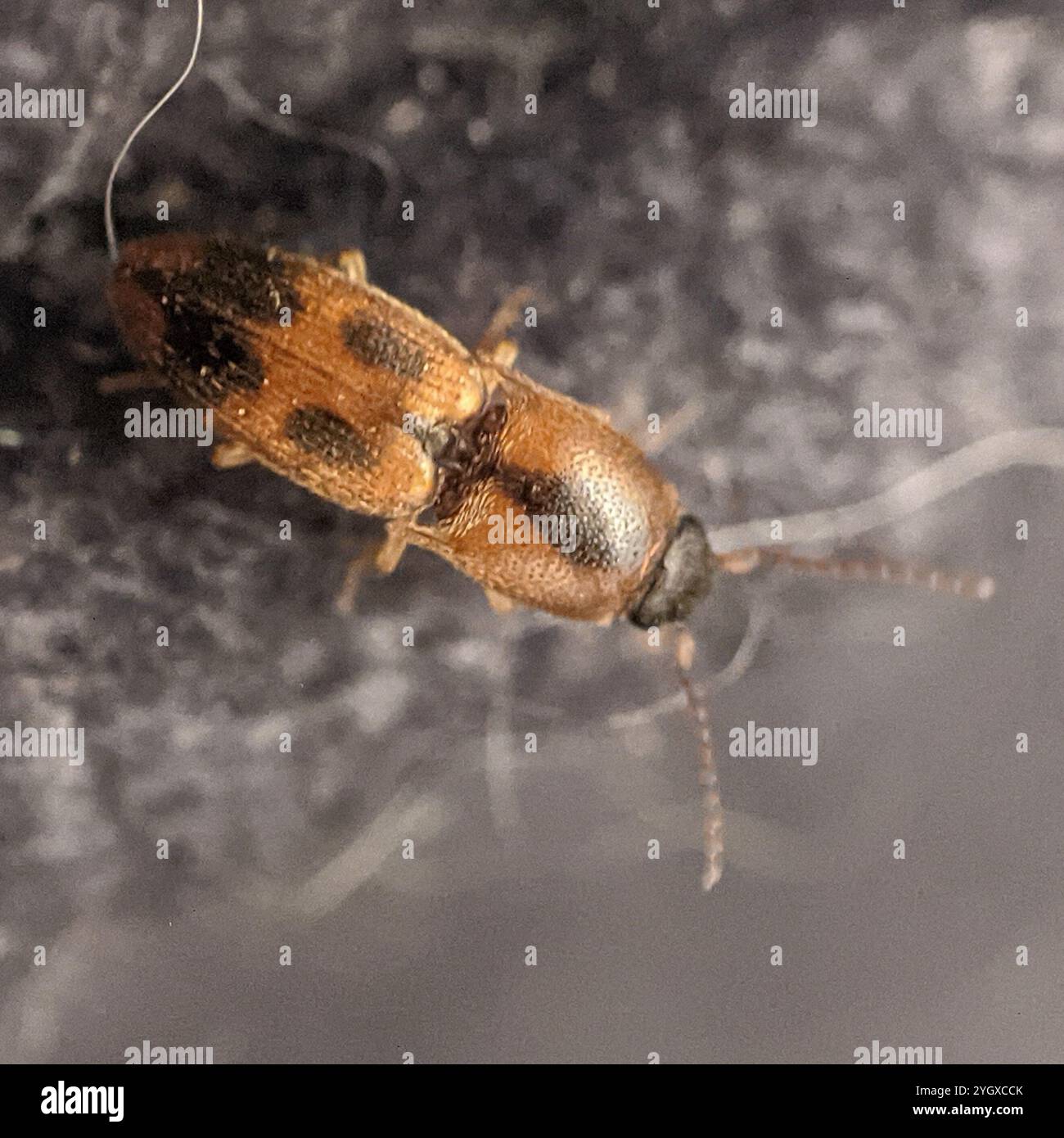 Sweet Click Beetle (Aeolus mellillus Stock Photo - Alamy