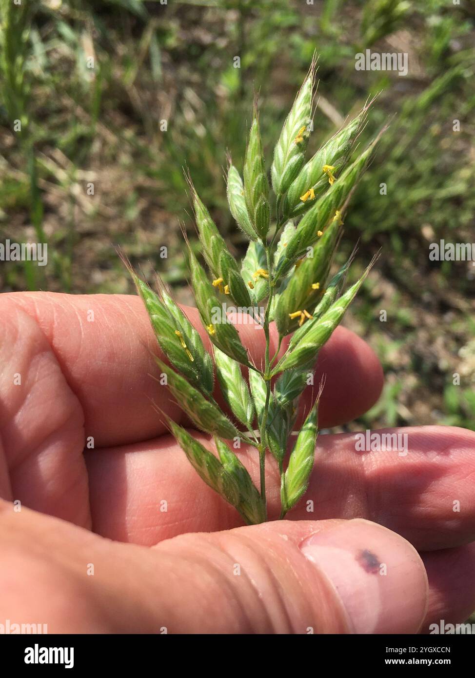 Common soft brome hi-res stock photography and images - Alamy