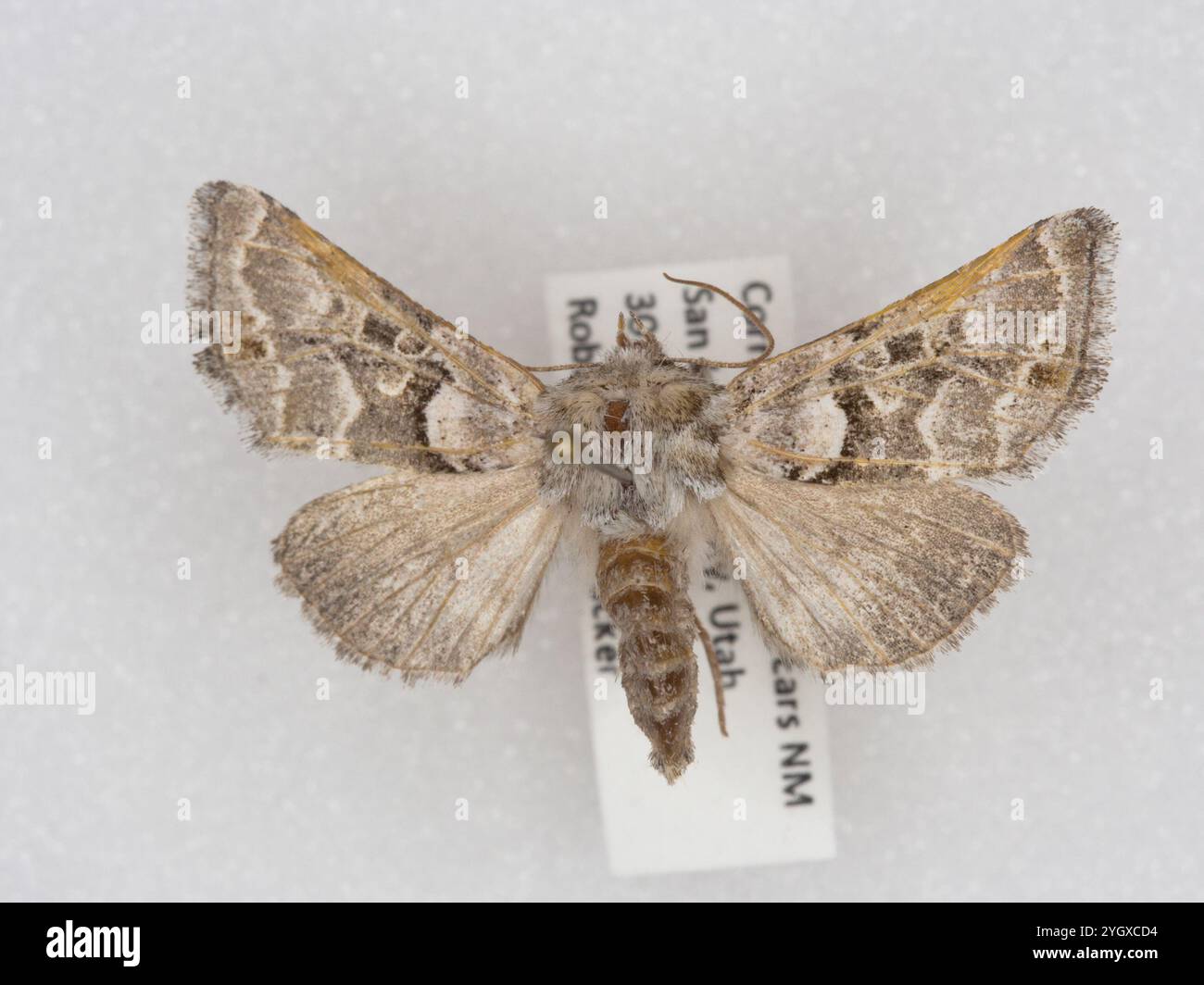 Owlet Moths and Allies (Noctuoidea Stock Photo - Alamy