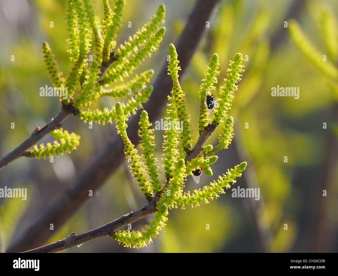Excoecaria hi-res stock photography and images - Alamy