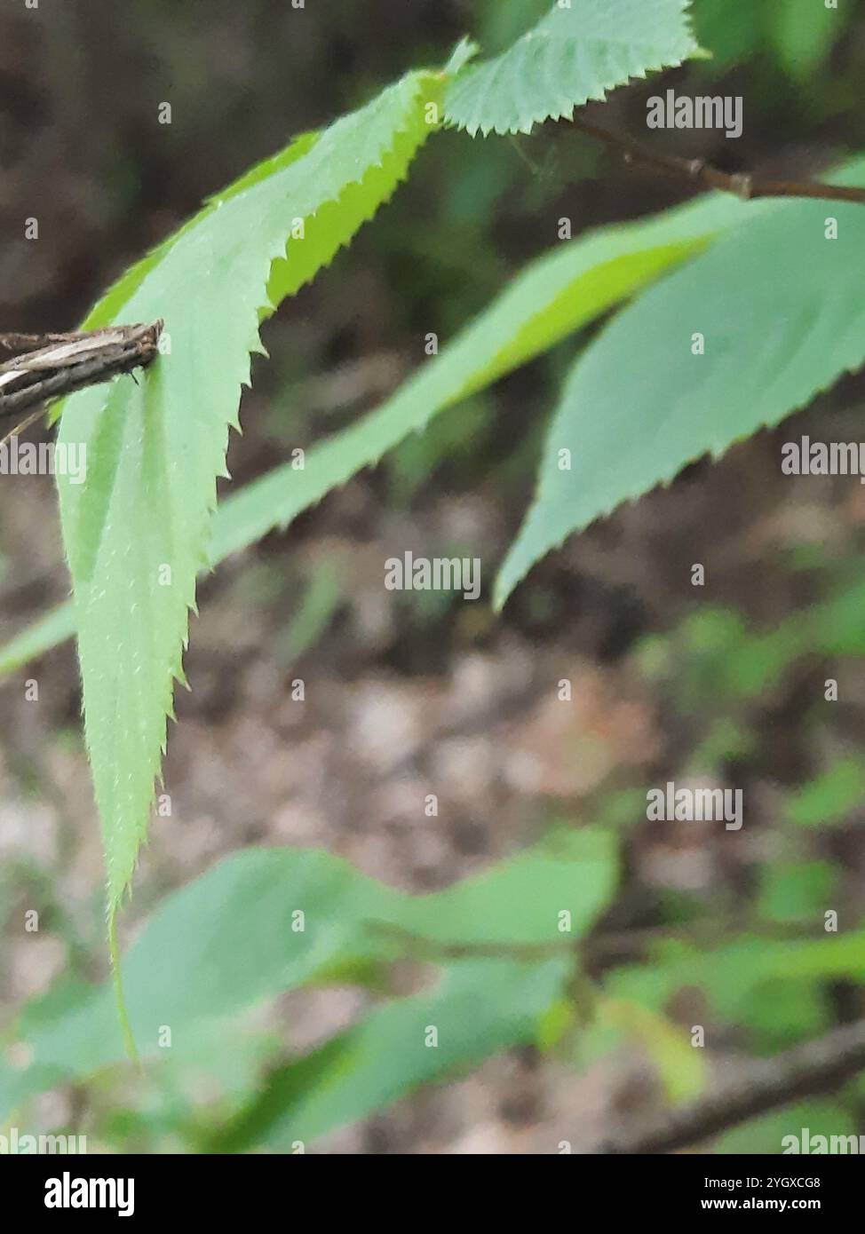Common Bagworm Moth (Psyche casta Stock Photo - Alamy