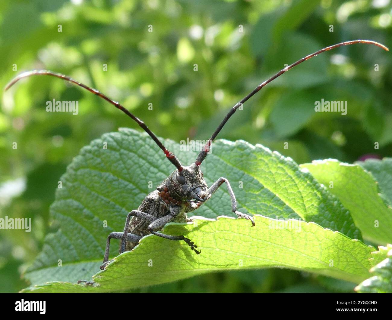 White-spotted Sawyer (Monochamus scutellatus Stock Photo - Alamy
