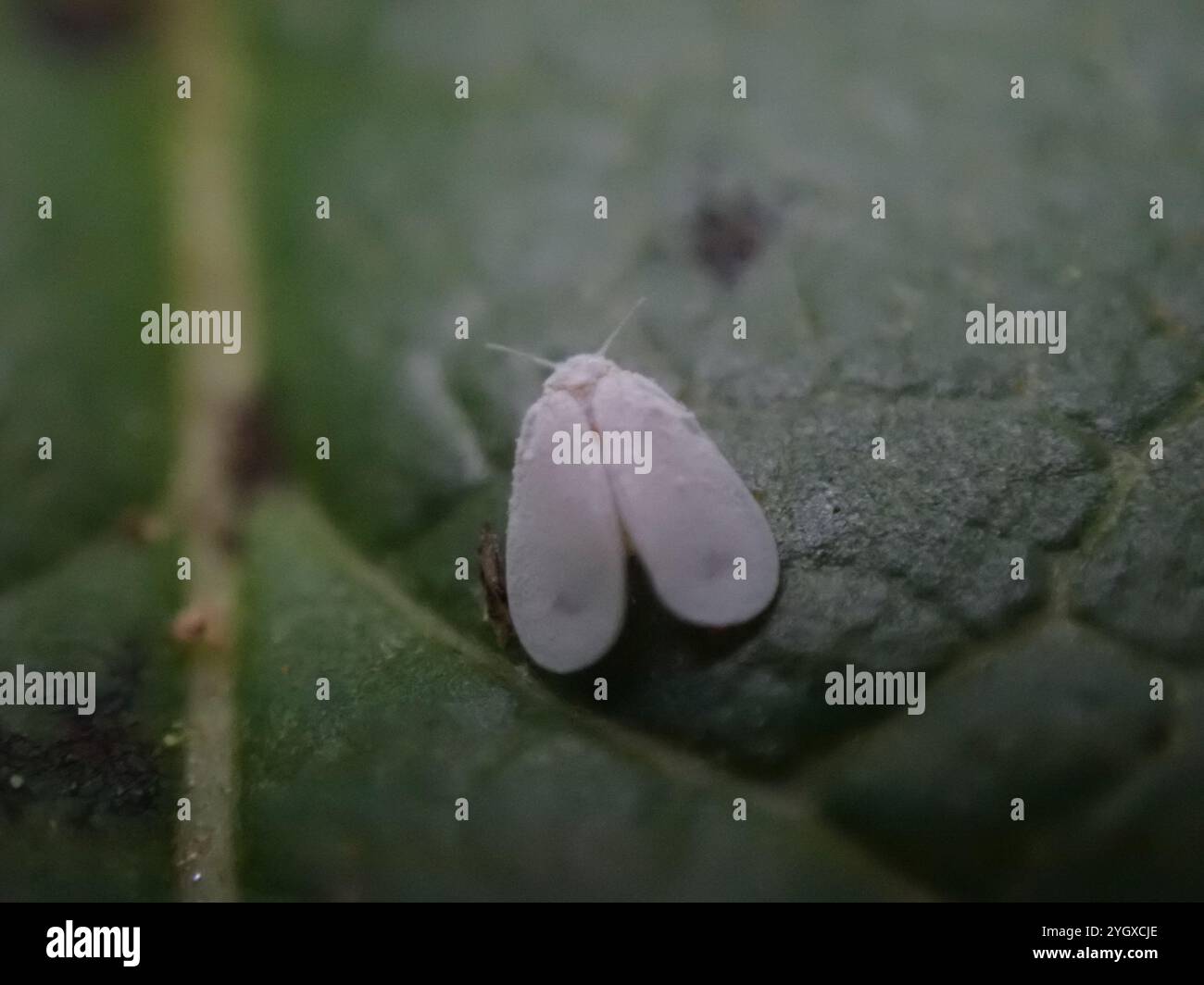 Aleyrodidae hi-res stock photography and images - Alamy