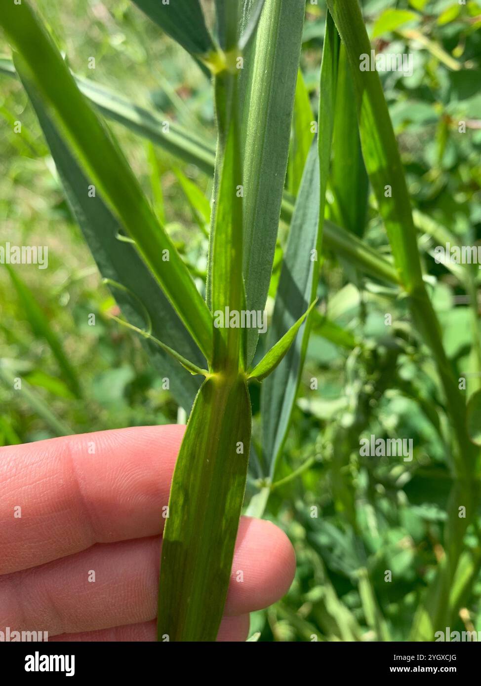 Narrow-leaved Everlasting-pea (Lathyrus sylvestris Stock Photo - Alamy