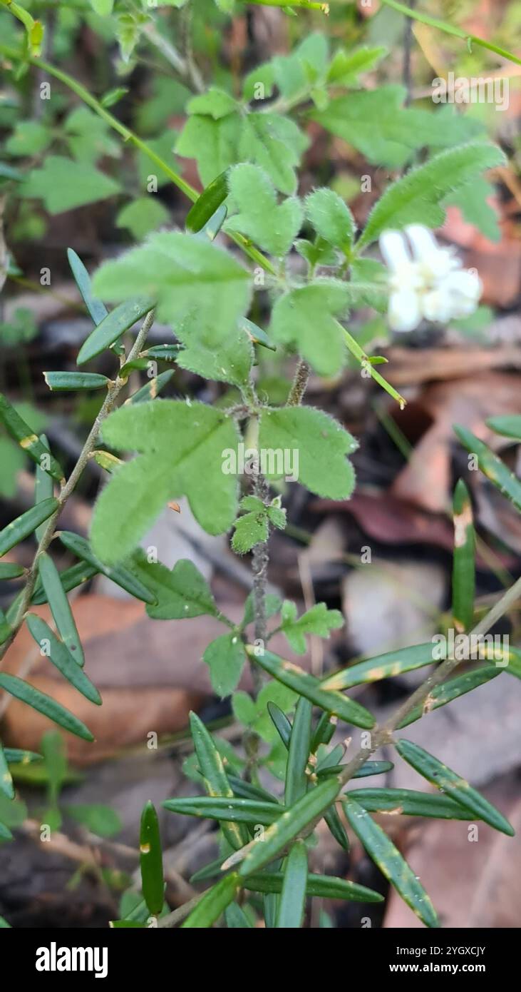 Woolly Xanthosia (Xanthosia pilosa Stock Photo - Alamy