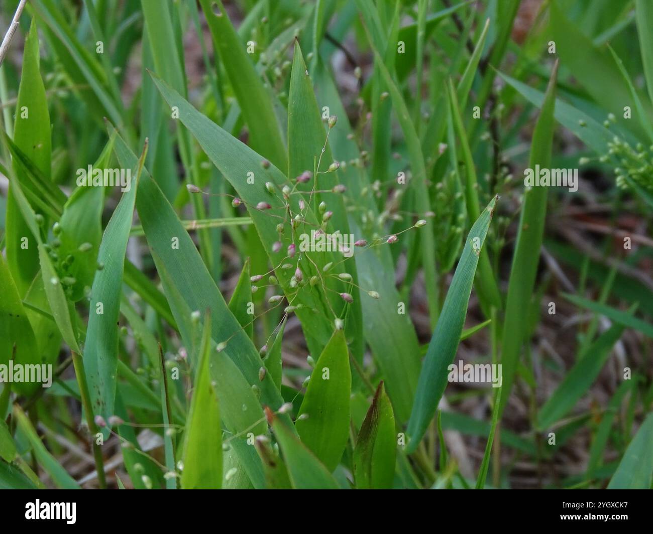 northern witchgrass (Dichanthelium boreale Stock Photo - Alamy