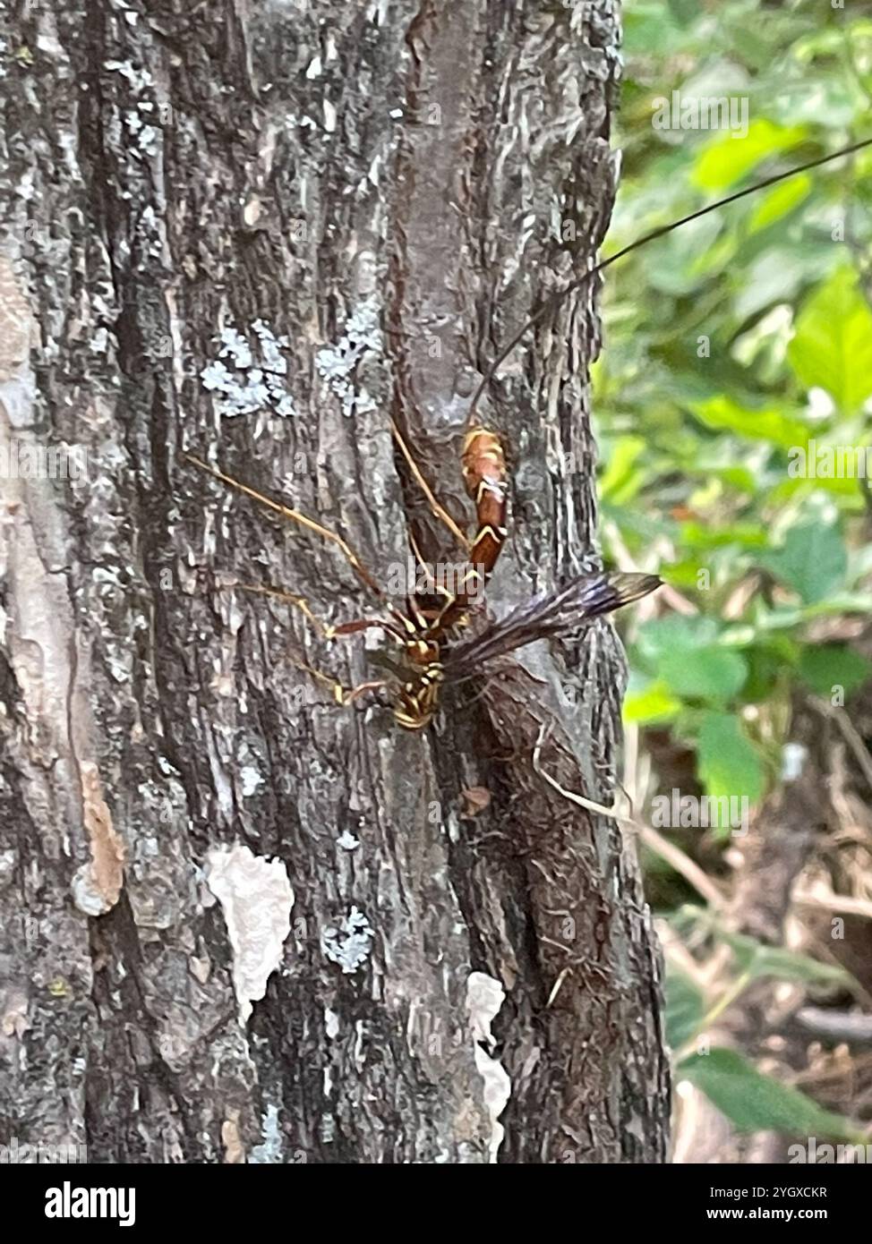 Long-tailed Giant Ichneumonid Wasp (Megarhyssa macrurus Stock Photo - Alamy