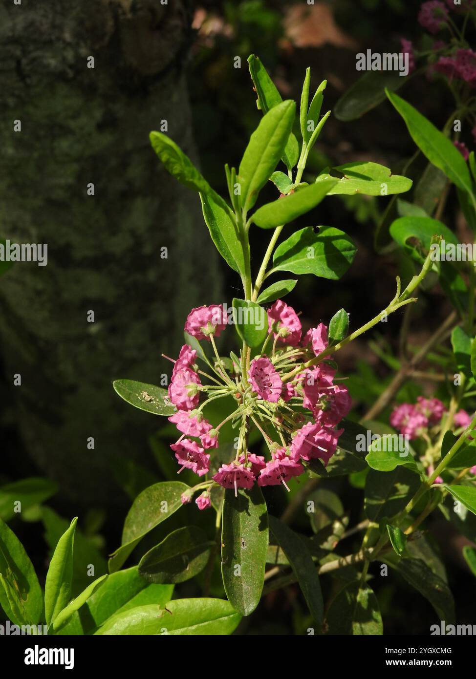 sheep laurel (Kalmia angustifolia Stock Photo - Alamy