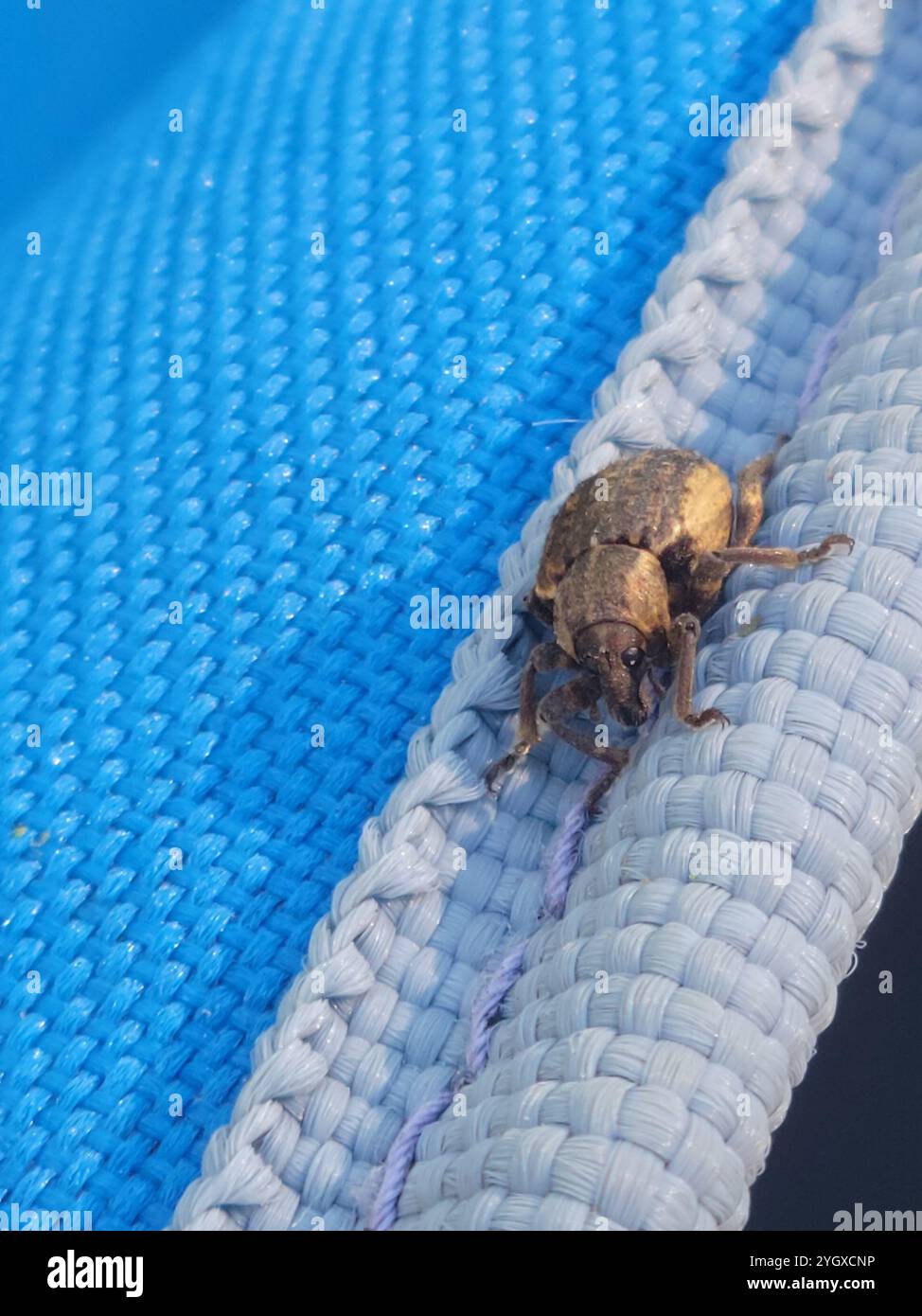 Clover Leaf Weevil (Brachypera zoilus Stock Photo - Alamy