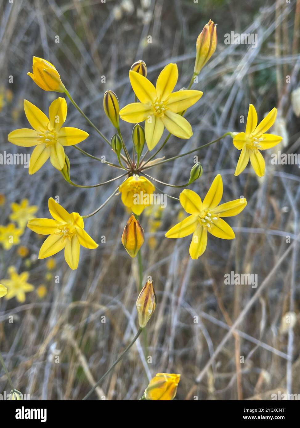 Golden brodiaea hi-res stock photography and images - Alamy