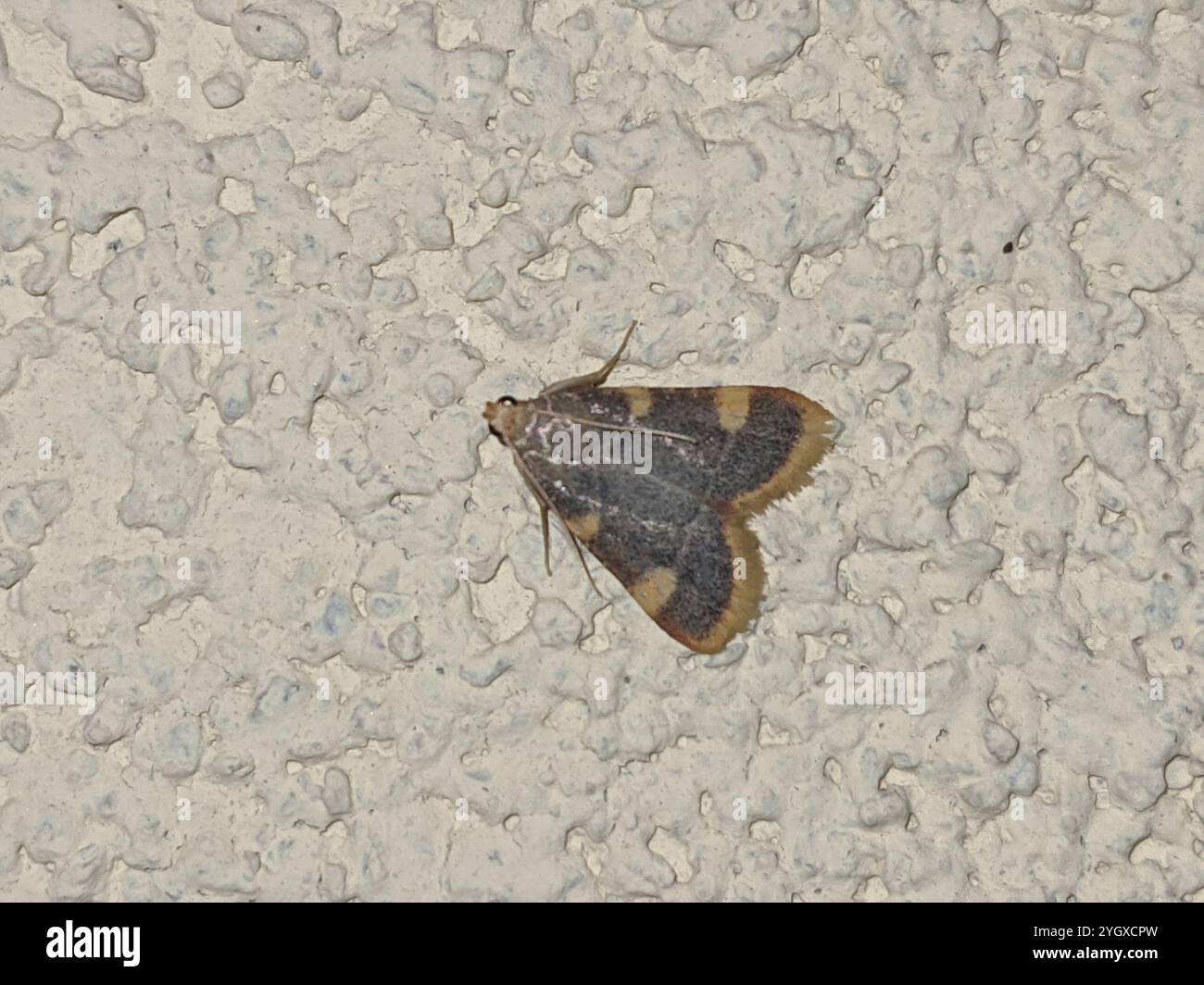 Hypsopygia costalis hi-res stock photography and images - Alamy