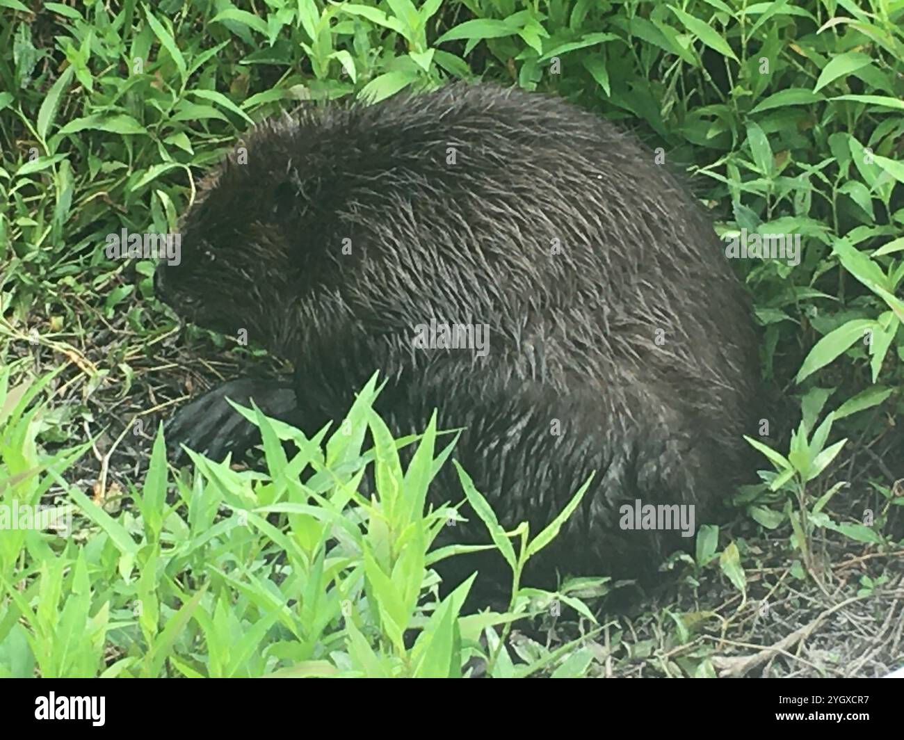 American Beaver (Castor canadensis Stock Photo - Alamy