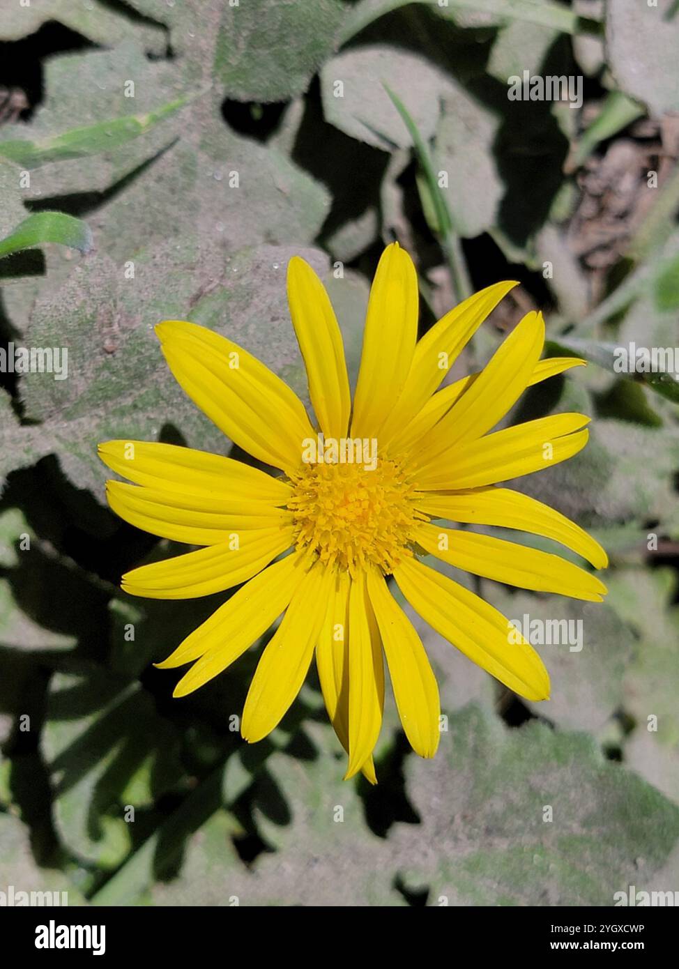 Prostrate Capeweed (Arctotheca prostrata Stock Photo - Alamy