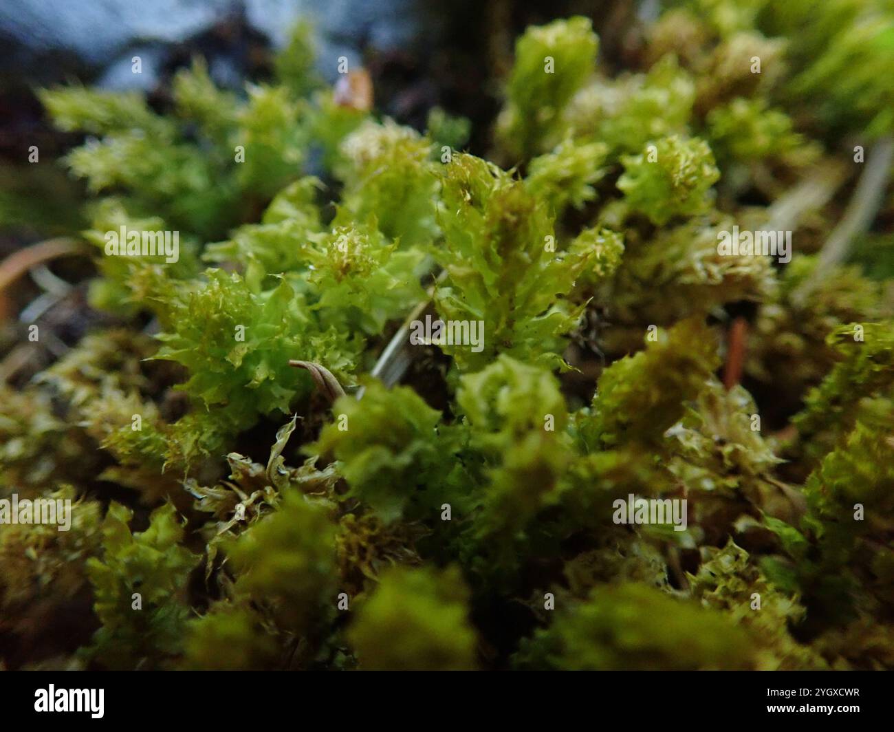 magnificent leafy moss (Plagiomnium venustum Stock Photo - Alamy