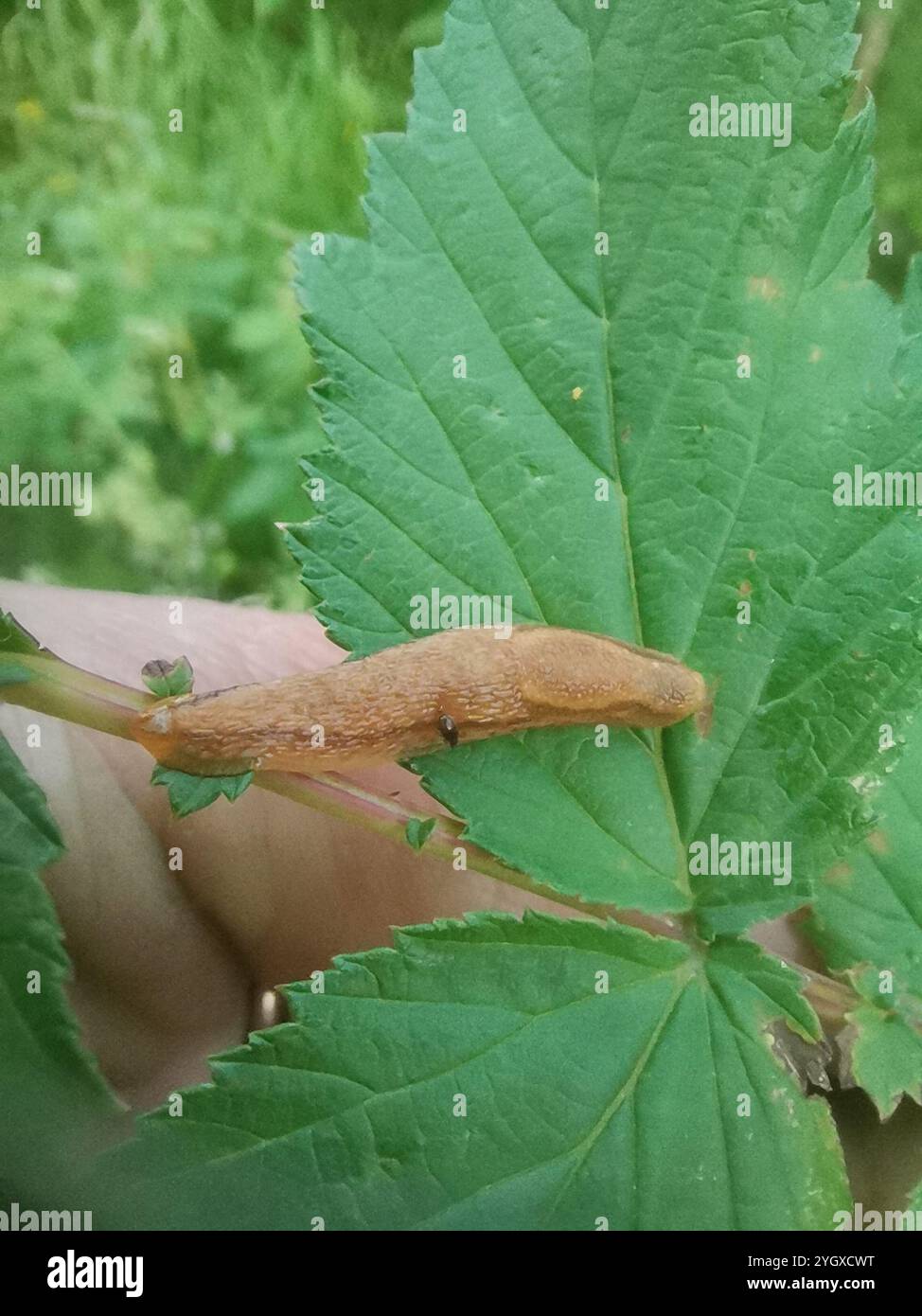 Northern Dusky Slug (Arion fuscus Stock Photo - Alamy