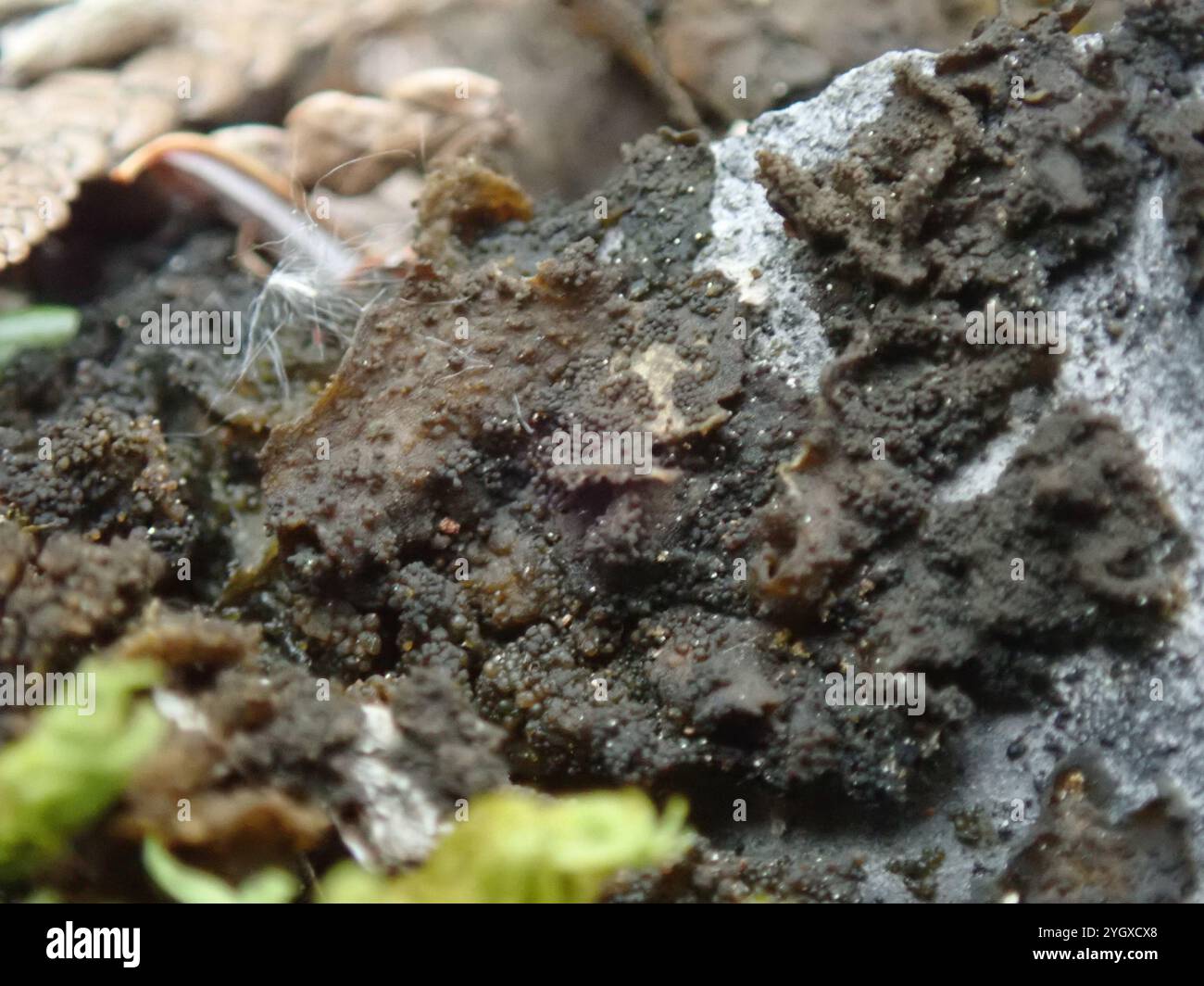 Crumpled Rock Tarpaper Lichen (Lathagrium fuscovirens Stock Photo - Alamy