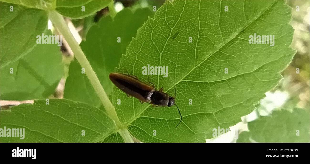 margined click beetle (Dalopius marginatus Stock Photo - Alamy