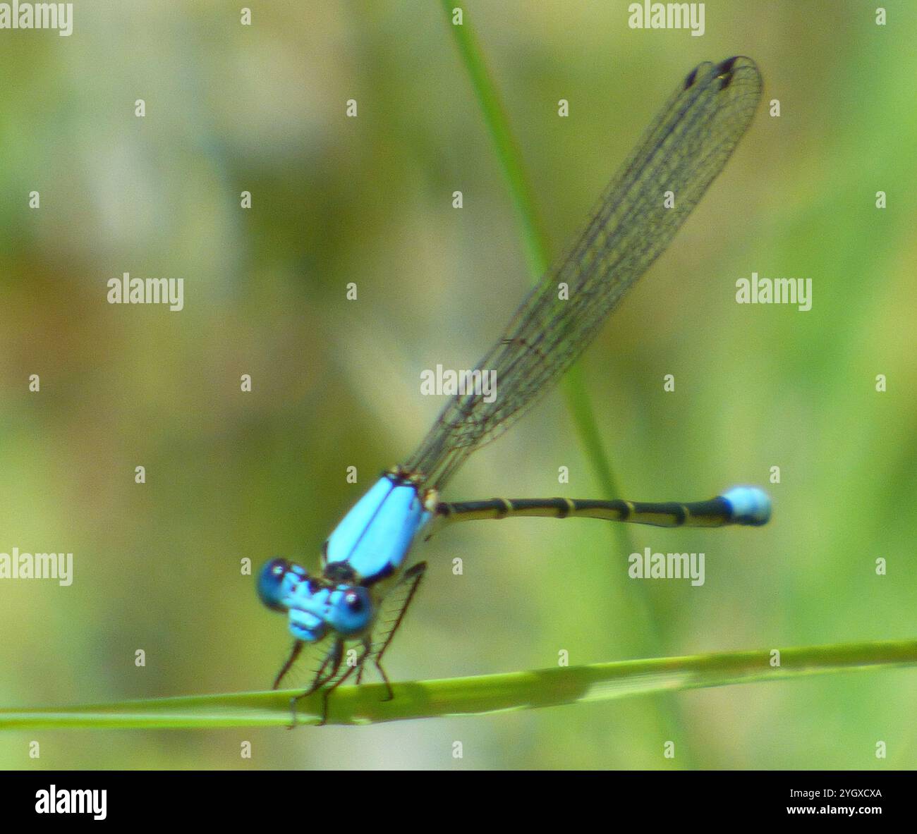 Argia apicalis hi-res stock photography and images - Alamy