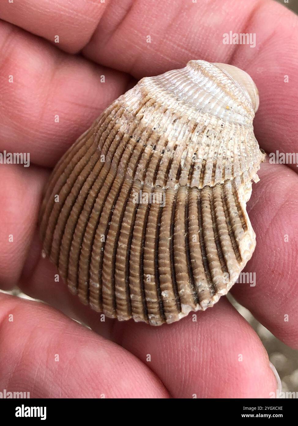 Clinocardium hi-res stock photography and images - Alamy