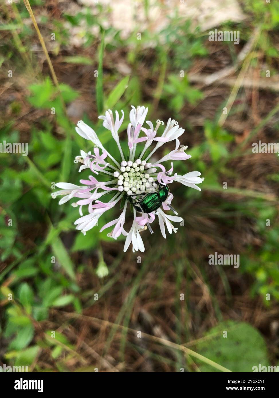 Broadleaf Barbara's-buttons (Marshallia trinervia Stock Photo - Alamy