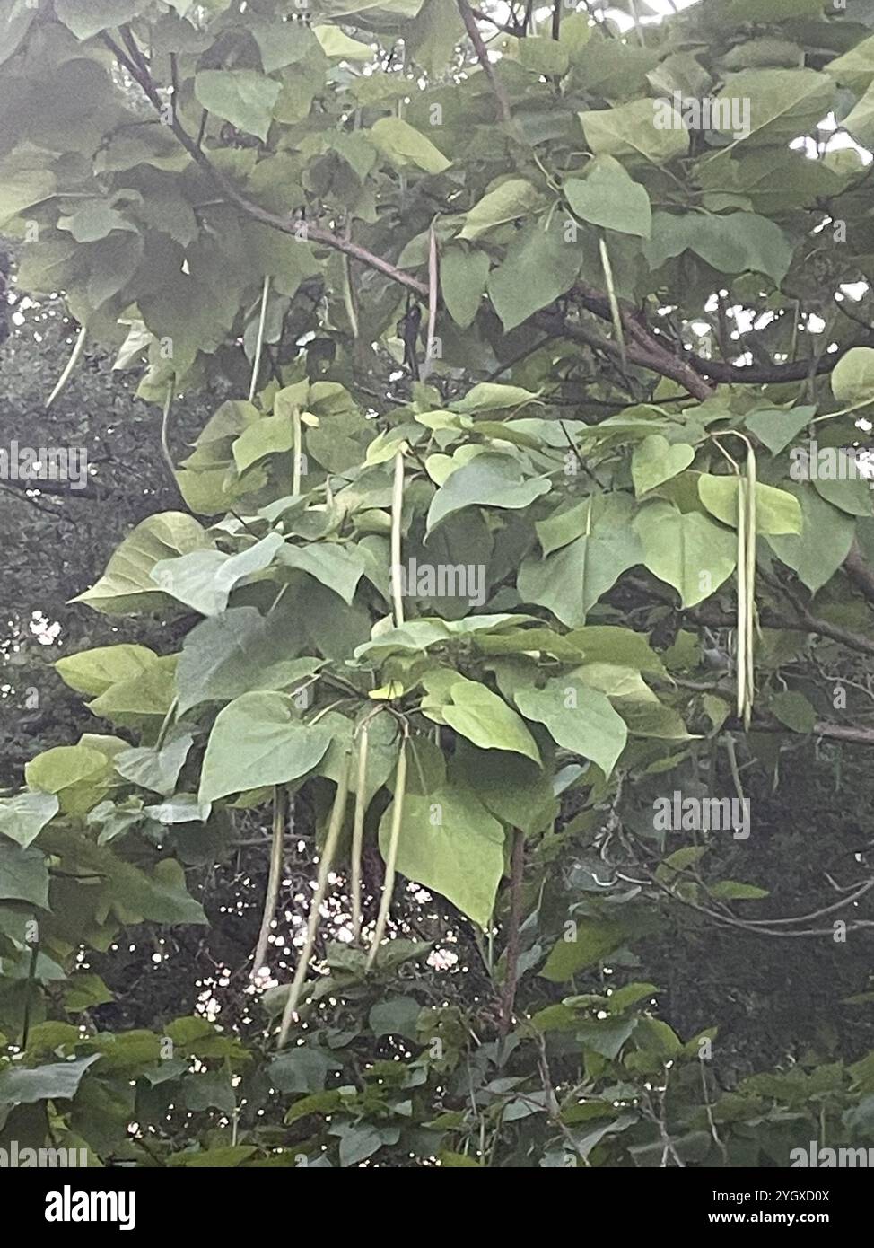 southern catalpa (Catalpa bignonioides Stock Photo - Alamy
