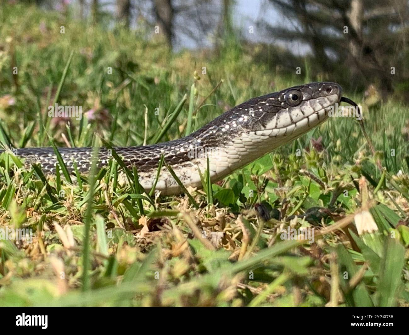 Gray Ratsnake (Pantherophis spiloides Stock Photo - Alamy