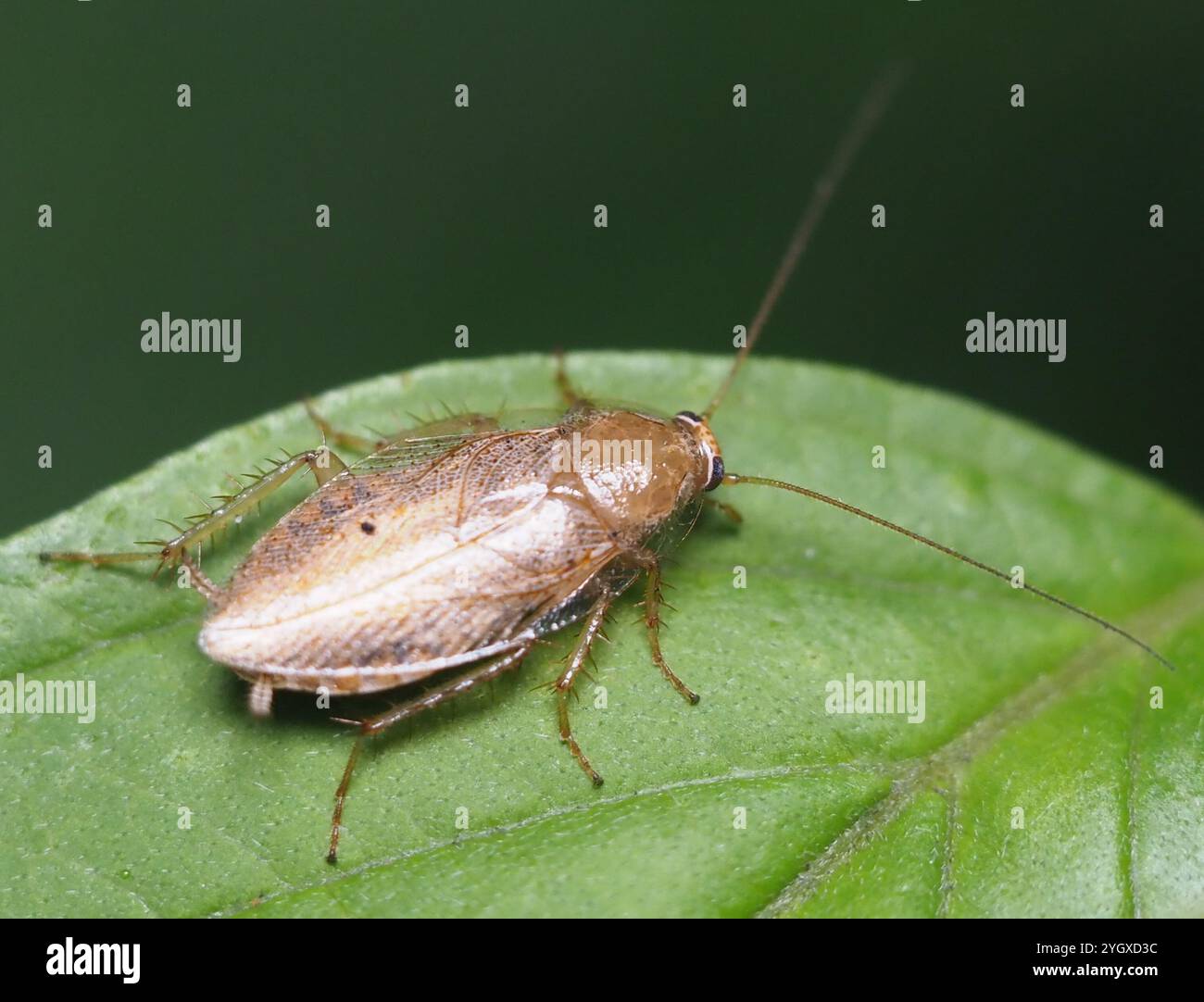 Tawny Cockroach (Ectobius pallidus Stock Photo - Alamy