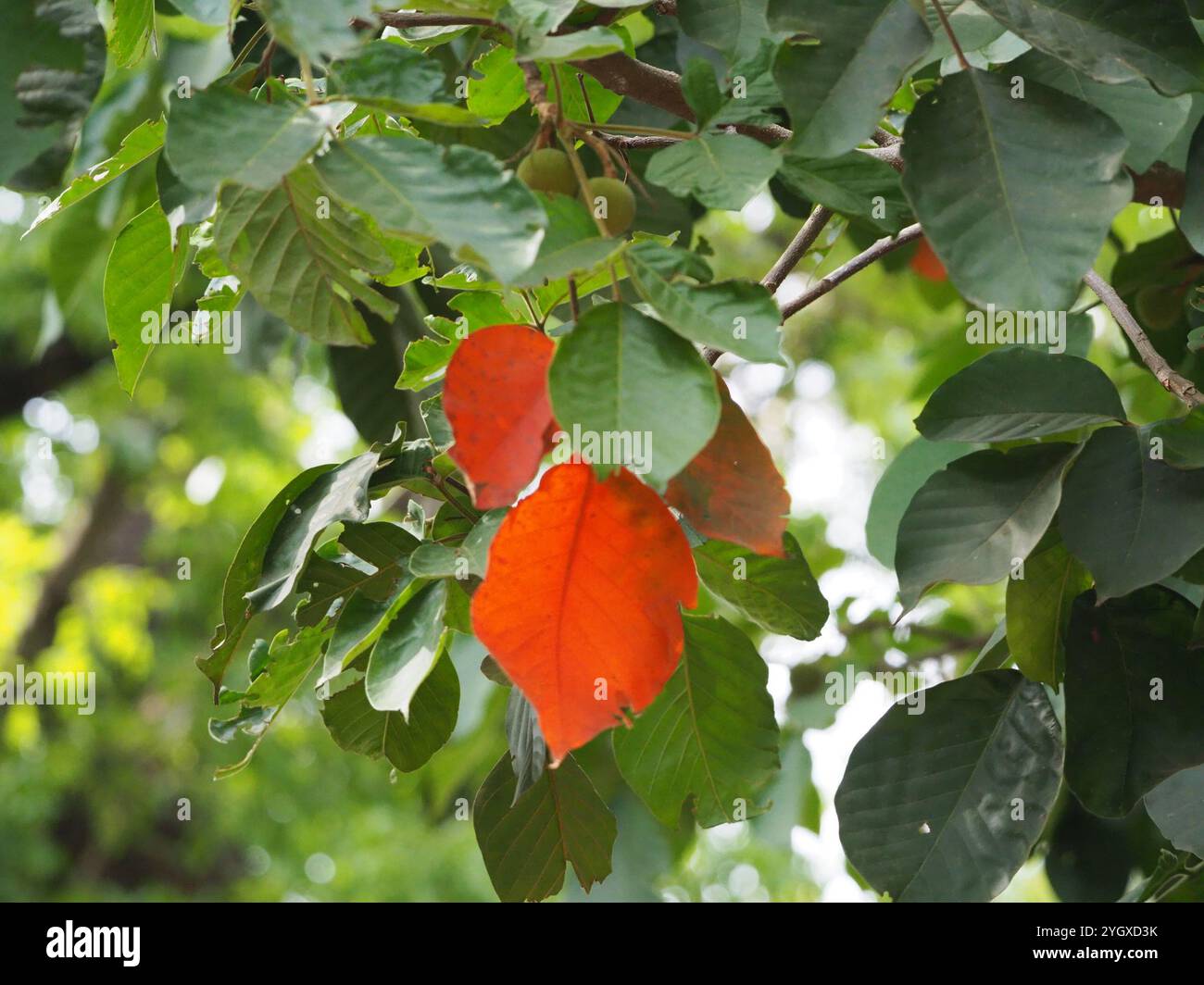 Burflower tree hi-res stock photography and images - Alamy
