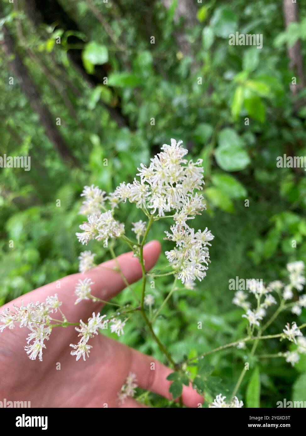 tall meadow-rue (Thalictrum pubescens Stock Photo - Alamy
