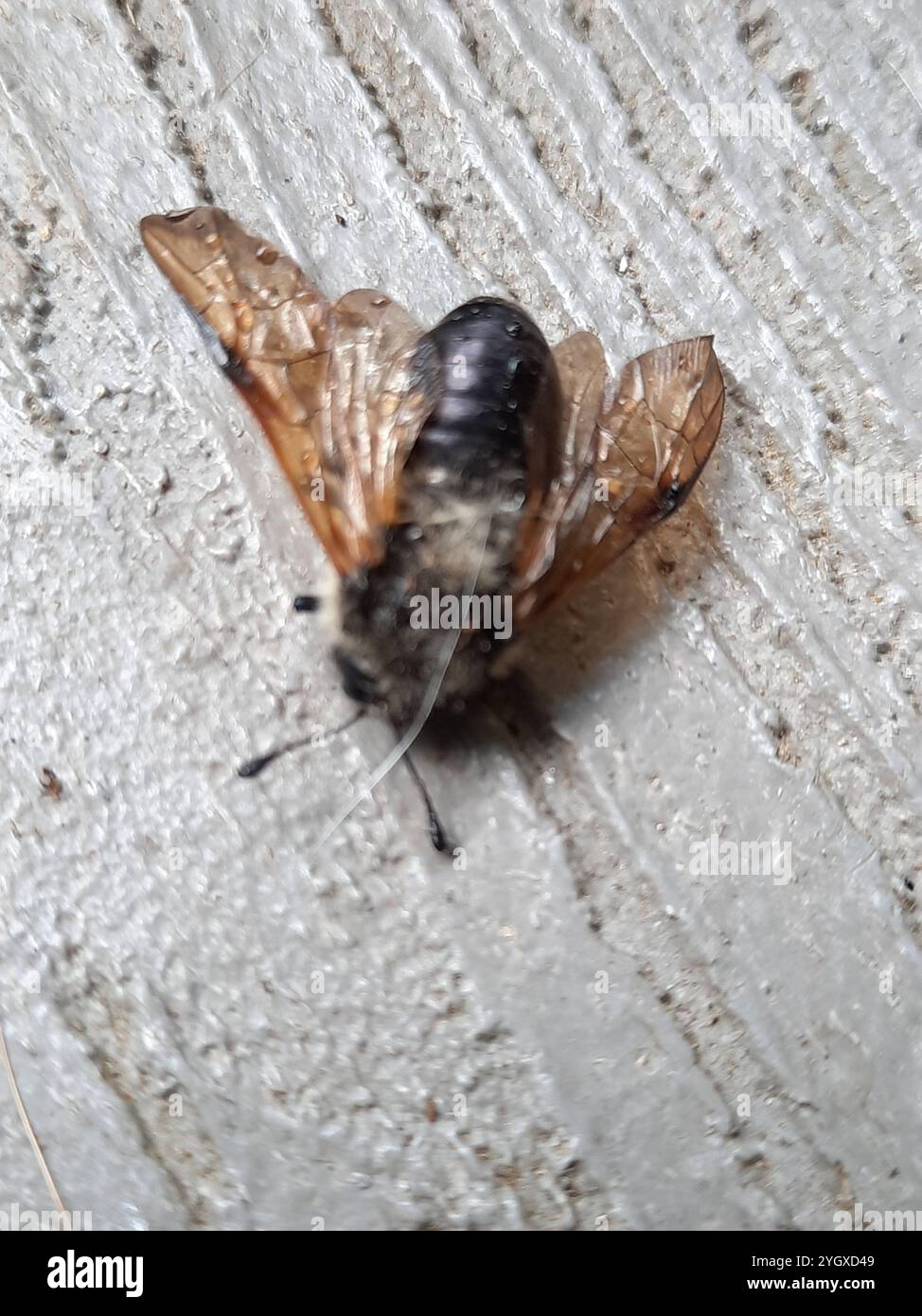 Club-horned Sawflies (Cimbicidae Stock Photo - Alamy