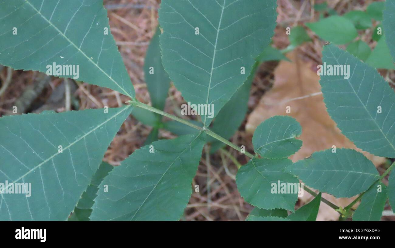 bitternut hickory (Carya cordiformis Stock Photo - Alamy