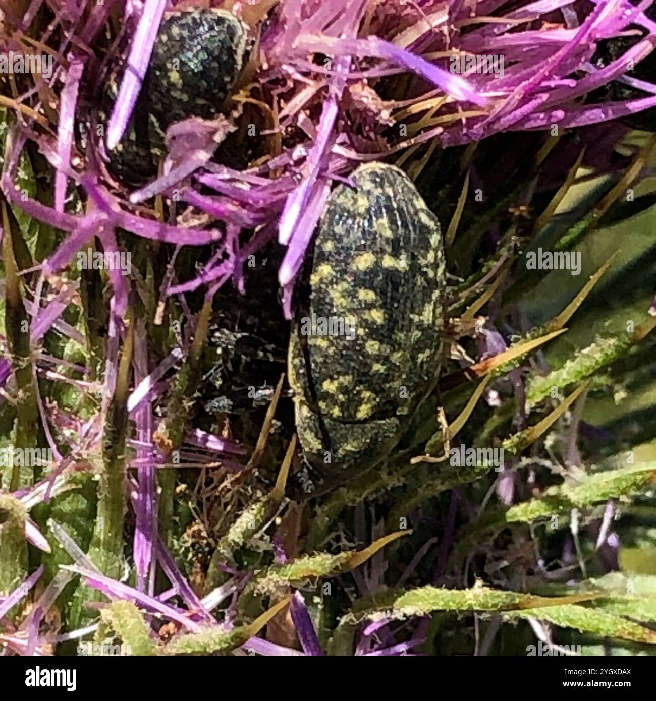 Turbine Cylindrical Weevil (Larinus turbinatus Stock Photo - Alamy