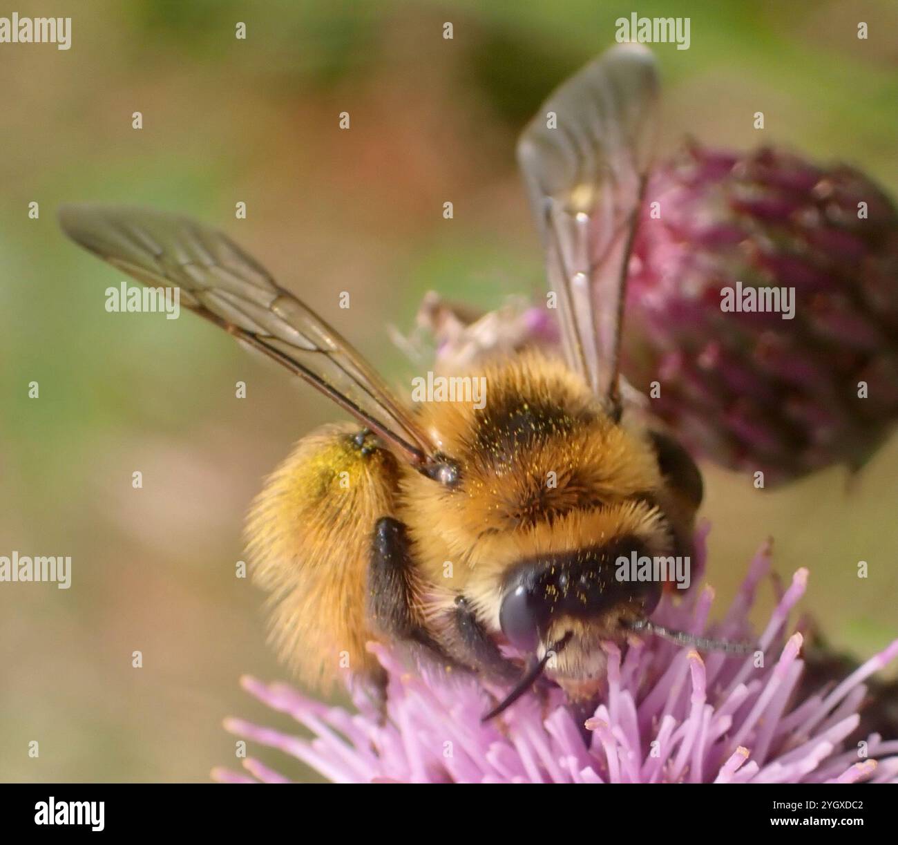 Common Pantaloon Bee (Dasypoda hirtipes Stock Photo - Alamy