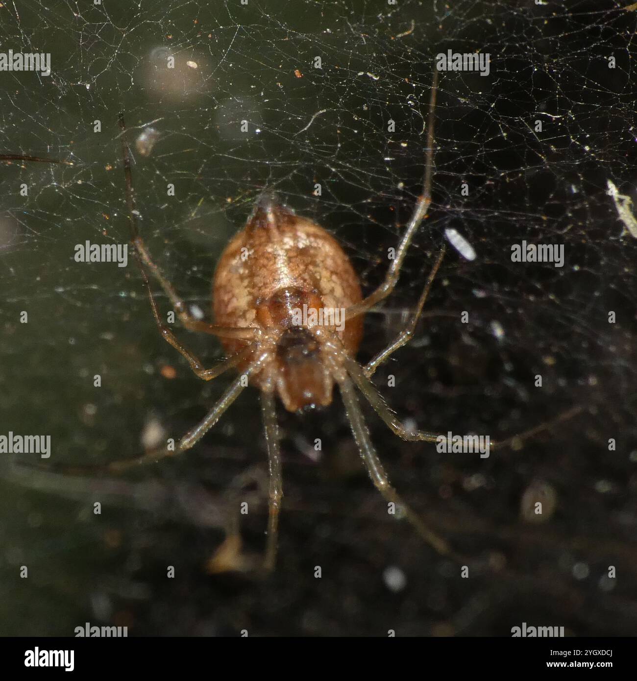 Sheetweb and Dwarf Weavers (Linyphiidae Stock Photo - Alamy