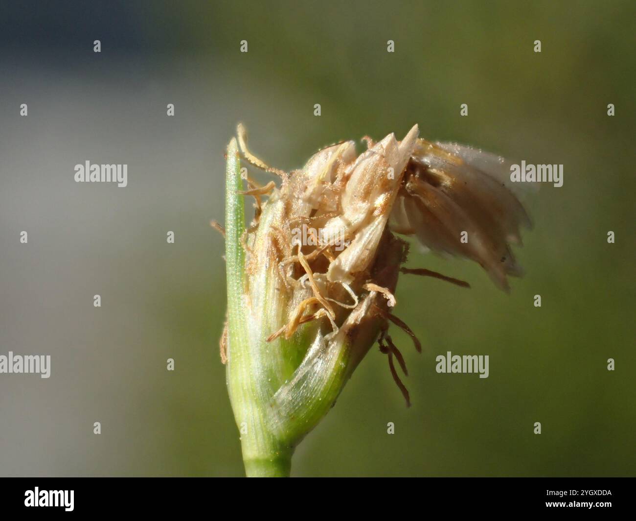 Polytrichoides hi-res stock photography and images - Alamy